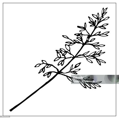 잔디의 칼날의 흑백 실루엣 흰색 배경에 허브의 고립 된 그림 꽃 스타일의 디자인에 대한 윤곽 요소 벡터 스톡 일러스트 0명에 대한 스톡 벡터 아트 및 기타 이미지 Istock