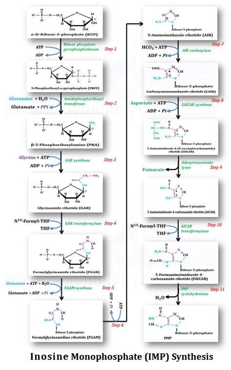 Purine Pyrimidine Synthesis De Novo Artofit