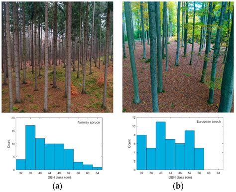 Sensors Free Full Text Mapping Forest Structure Using UAS Inside Flight Capabilities