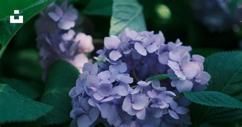 녹색 잎으로 둘러싸인 보라색 꽃의 클로즈업 사진 Unsplash의 무료 꽃 이미지