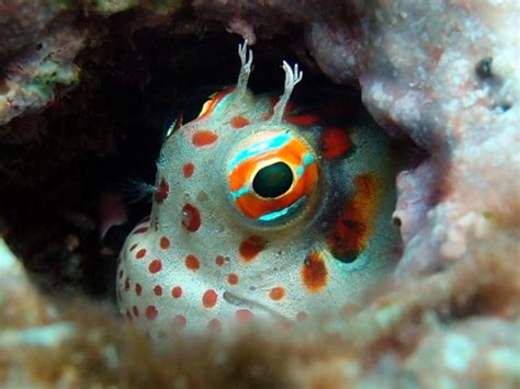 モンツキカエルウオ海水魚図鑑ByHanadai