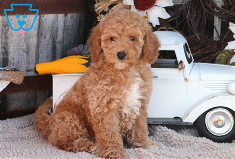 Ozzy Mini Goldendoodle Puppy For Sale Keystone Puppies