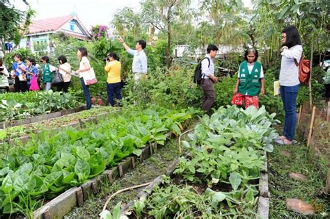 ปลูกผักกินเองคนเมืองปลอดภัย Thaihealthorth สำนักงานกองทุนสนับสนุน
