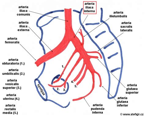 Vazamento Interno Da Arteria Iliolombar Untitled