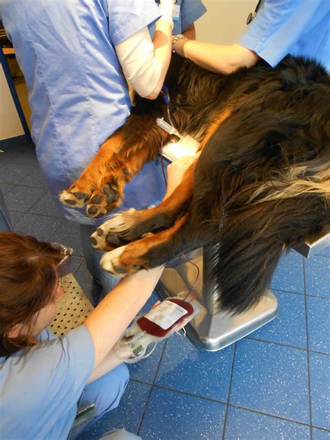 How To Perform Canine Blood Transfusions Sitename