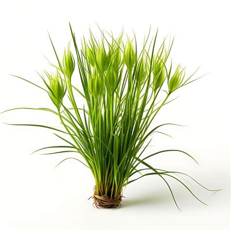 Premium Ai Image Cyperus Esculentus Kelly Green A Yellow Nutsedge