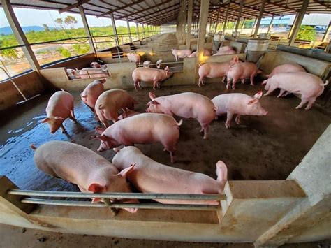 កសិករចិញ្ចឹមជ្រូកនៅខាងសៀមរាប ធ្វើជ្រូកអំាងលក់ ដើម្បីទប់ខ្លួនកុំឱ្យអាជីវកម្មឈានដល់ការបិទទ្វារ