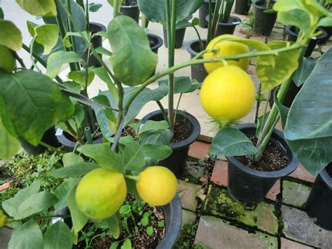 레몬나무 겨울 월동 온도 플라스틱 화분에 키우기 네이버 블로그