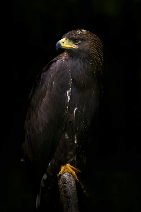 Black Hawk Pictures Download Free Images On Unsplash