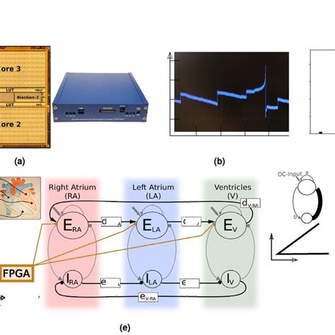 Spiking Neural Network Architecture For Implementation On Neuromorphic