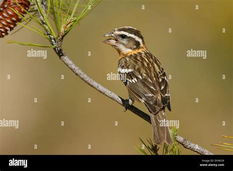 Black Headed Grosbeak Pheucticus Melanocephalus Adult Female Stock