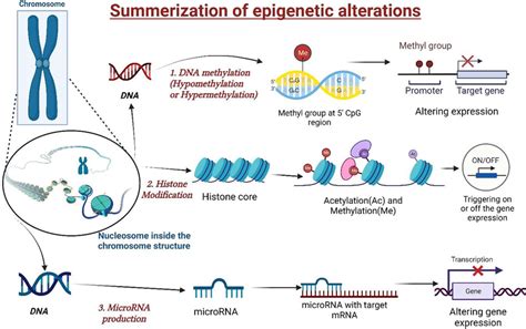 Schematic Diagram Of Epigenetic Alterations 1 Dna Methylation Ie