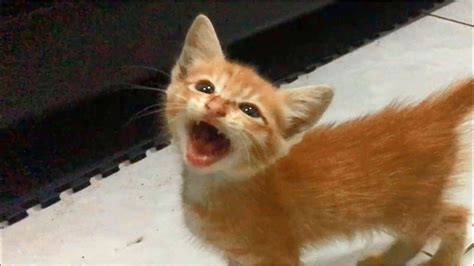 Ginger Kitten Meowing Loudly And Screaming Youtube