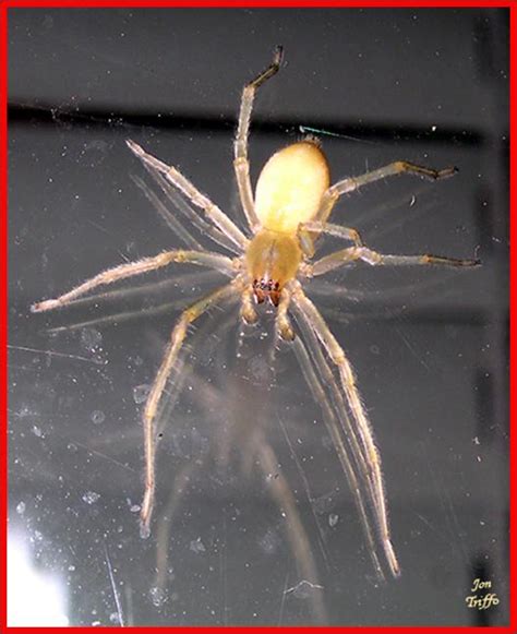 Yellow Sac Spiders Plant And Pest Diagnostics