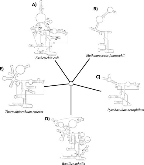 Structural Variability Of Rnase P Rna Rnase P Rna Structures Were
