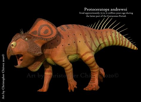 Protoceratops Andrewsi By Christopher252 On Deviantart