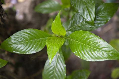 Close Up View Of Herbal Leaves Justicia Adhatoda Commonly Known In