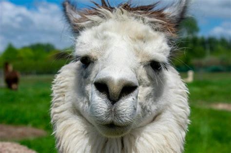 Wei Meng Lee On Linkedin Running Llms Locally Using Ollama