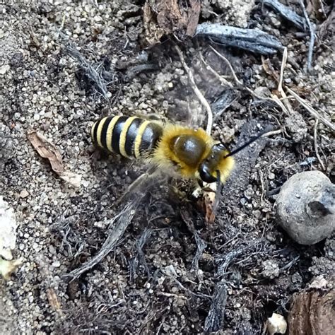 Ivy Bee Our Gardens Matter
