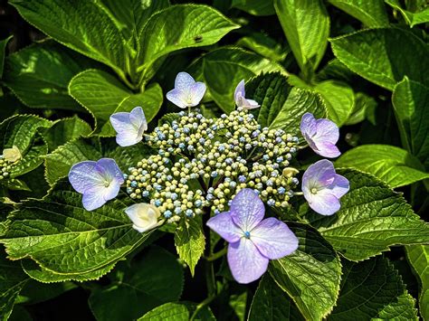Cap绣球 法国绣球 紫色的花朵 Pixabay上的免费照片 Pixabay