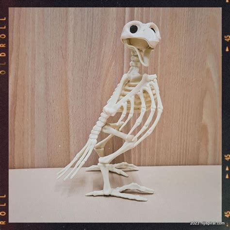 Weekly Photo Skeleton Bird — Niji Spiral