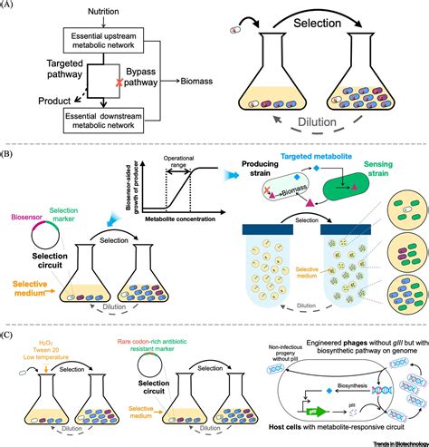 Advanced Strategies And Tools To Facilitate And Streamline Microbial Adaptive Laboratory