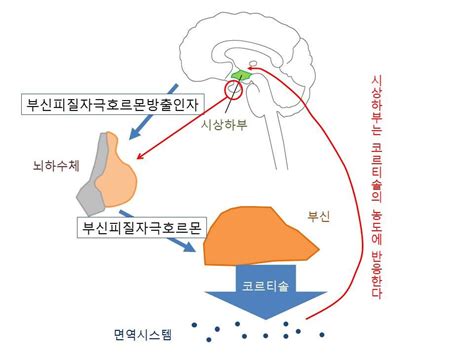 대한소아청소년과학회