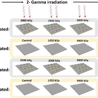 Schematic Of The Experimental Procedure Of Pre And Post Irradiation Download Scientific Diagram