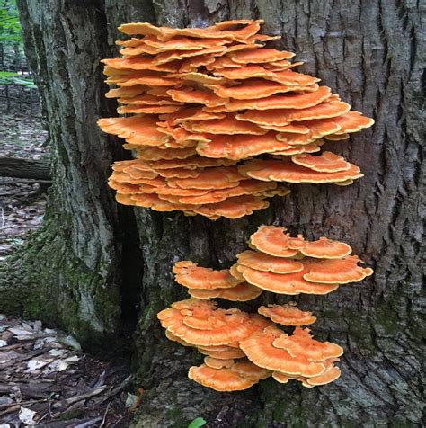 Mid Summer Is The Perfect Time To Hunt For Wild Shelf Mushrooms