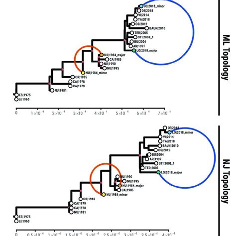 maximum likelihood and neighbor joining phylogenies reconstructed from
