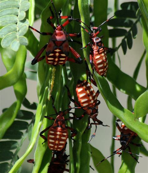Arizona Beetles Bugs Birds And More Life Cycle Of The Giant
