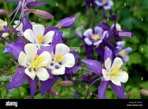 Lavender And White Rocky Mountain Columbine Aquilegia Saximontana