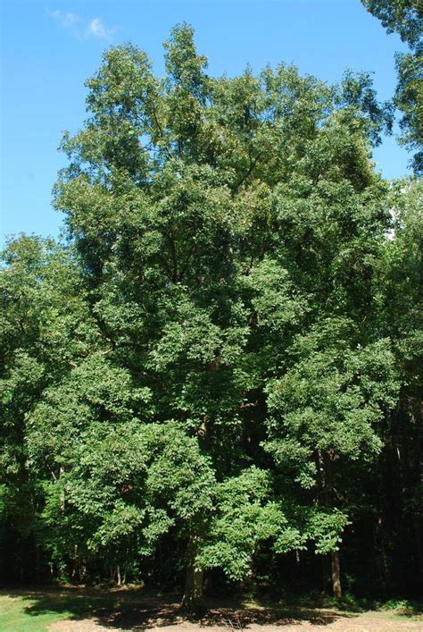 Carya Ovata Common Shagbark Hickory Shagbark Hickory North Carolina Extension Gardener