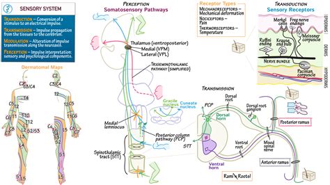 Neuroanatomy Sensory System Ditki Medical And Biological Sciences