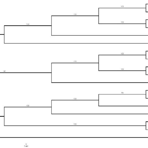 Maximum Likelihood Phylogenetic Tree Based On 18 Complete Chloroplast