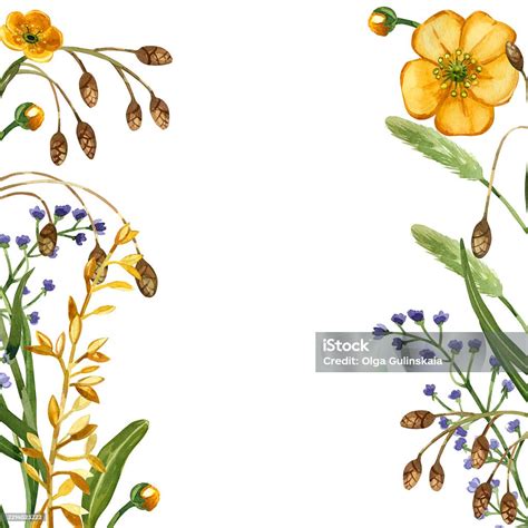 노란 미나리아재비 보라색 야생화 곡물 식물 정사각형 프레임의 티모시 풀 모든 물체는 수채화로 손으로 칠해져 있습니다 수채화 삽화 엽서 초대장에 인쇄하기 위해 갈색에 대한