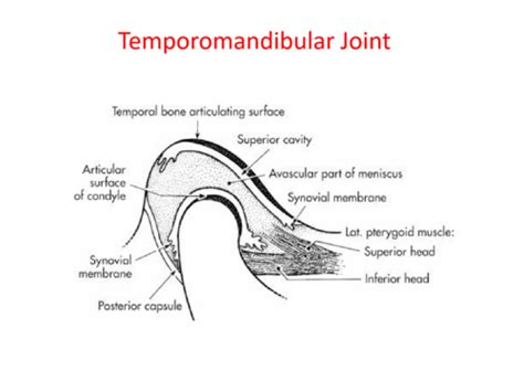 Functional Occlusion Pathways Flashcards Quizlet
