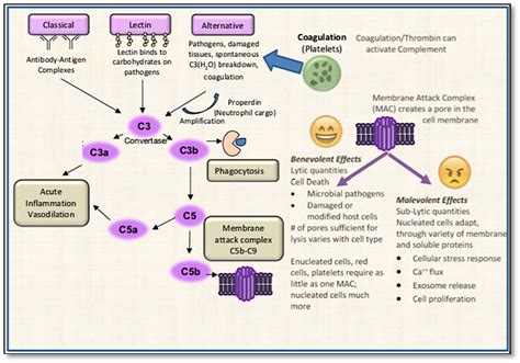 Branches Of Complement Activation Download Scientific Diagram