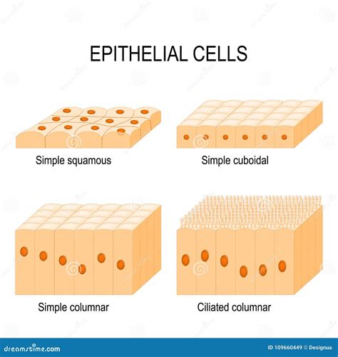Types Of Epithelial Cells Stock Vector Illustration Of Epithelium 109660449