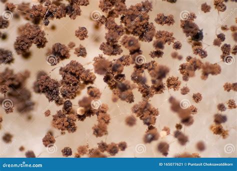 Bread Mold Fungi Under Microscope For Education Stock Image Image Of