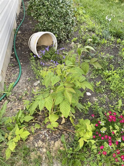 How Would You Trellis This Raspberry Bush Rgardening