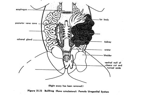 Male Frog Reproductive System Diagram