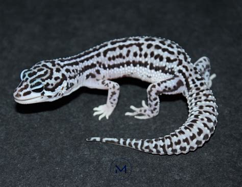 Melanistic Super Snow Leopard Gecko By Molave Gecko