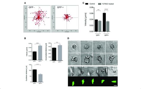 Gfp Cells Acquire A Fast Amoeboid Migration Mode A Representative Download Scientific