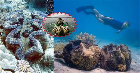 လူတွေကိုတောင် မျိုချစားသုံးကြတယ်ဆိုတဲ့ ပင်လယ်ရေအောက်ကြမ်းပြင်က ဧရာမဂုံးကြီးများ Myanmarload