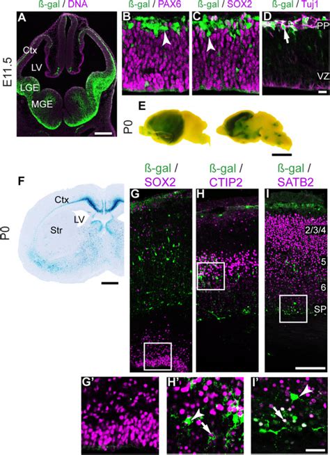 Enhancer 1316 Is Active In Deep Layer Cortical Neurons A D Download Scientific Diagram