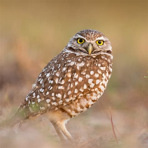 All 15 Owls In Washington [with Sounds And Pictures]