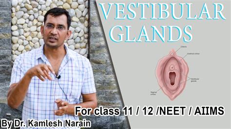 Bartholin Glands Or Greater Vestibular Glands By Dr Kamlesh Narain Youtube