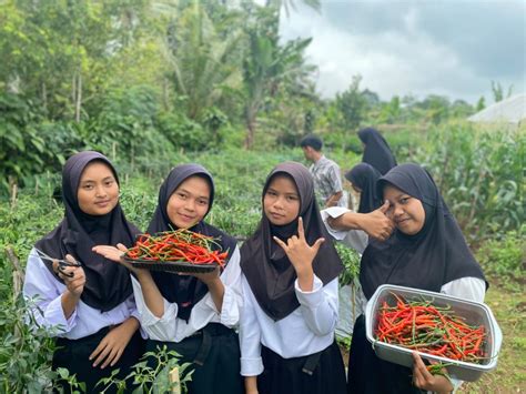 Keren Siswa Smkn 15 Pandeglang Panen Cabai Perdana Mediabooster News