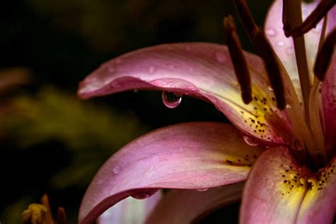 Crying Lily By Jphotographs On Deviantart